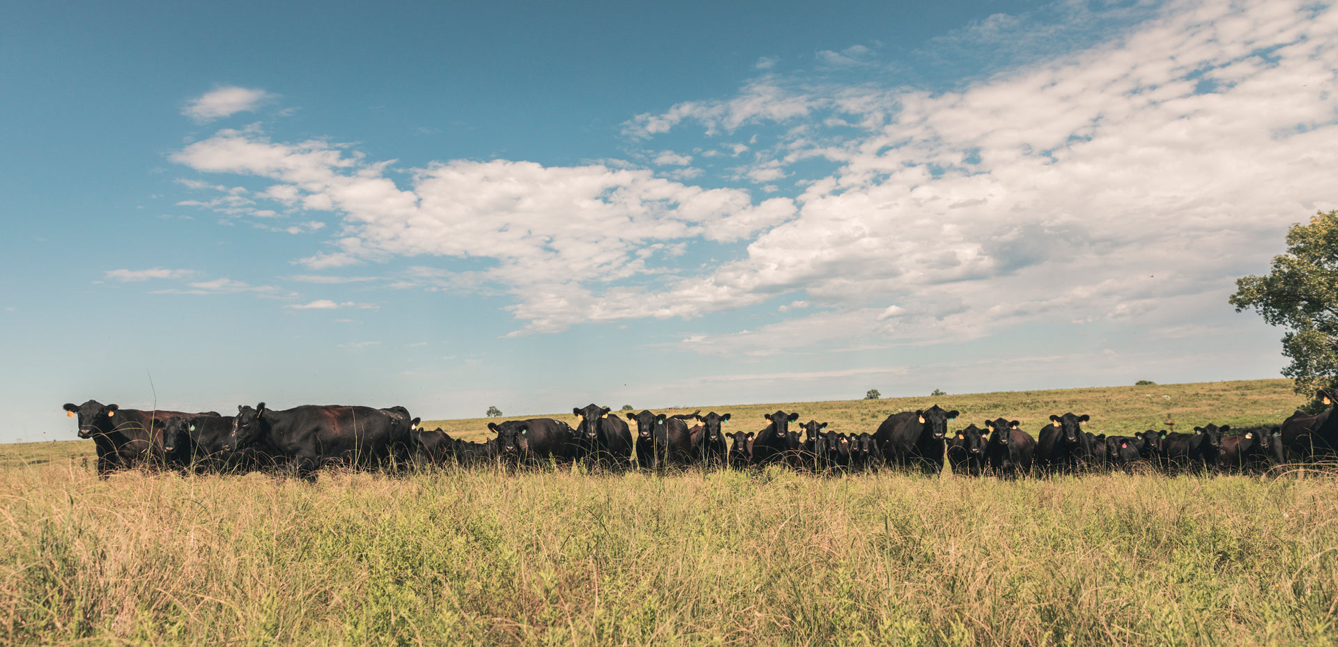 Angus Brand – The Angus Brand